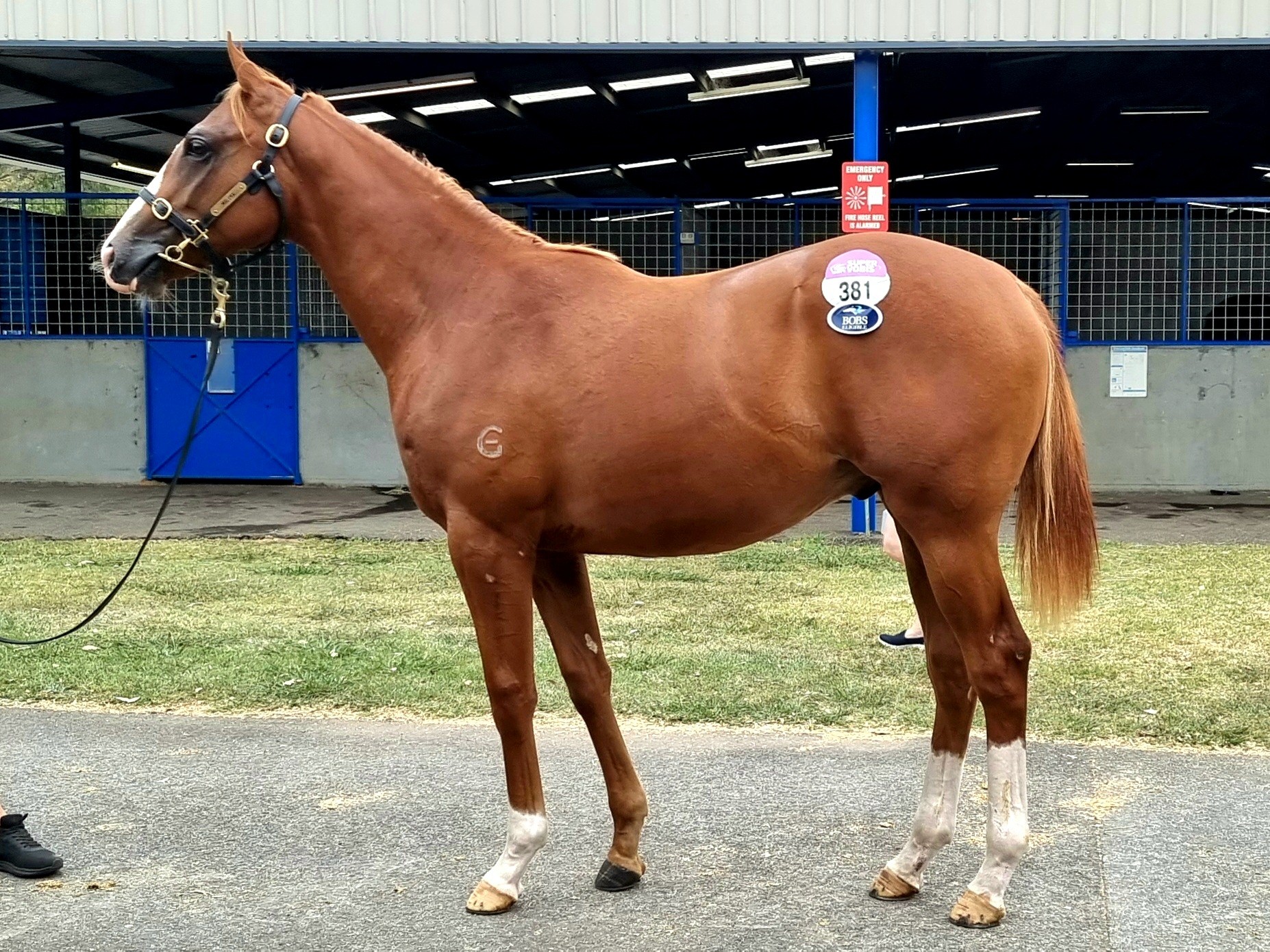 Sir Maurice - Elite Thoroughbreds Is One Of Sydney's Premier Racehorse Syndicators. We ...