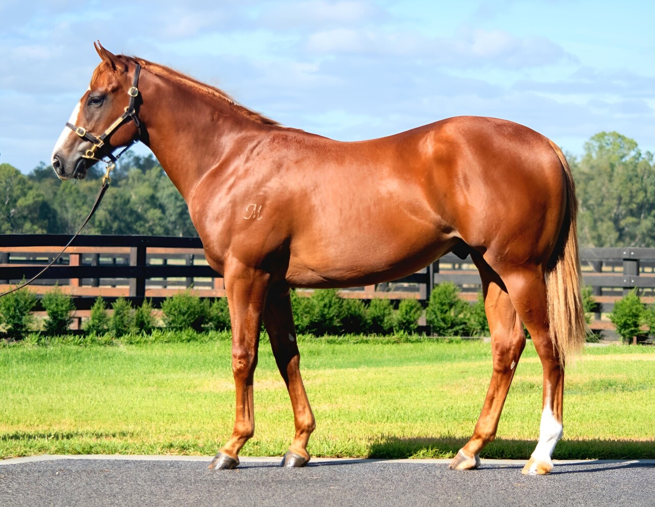 Swift Banter - Elite Thoroughbreds Is One Of Sydney's Premier Racehorse ...